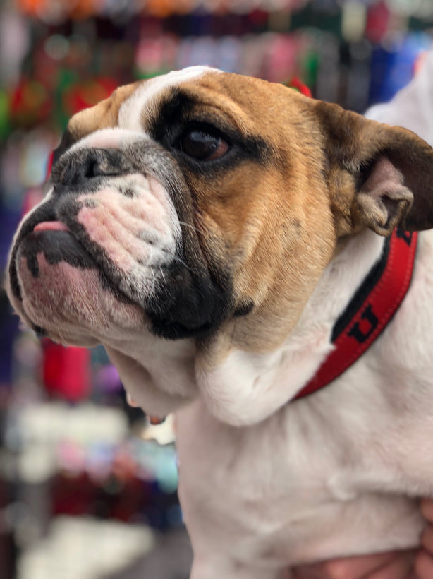 Collections – WoofWare